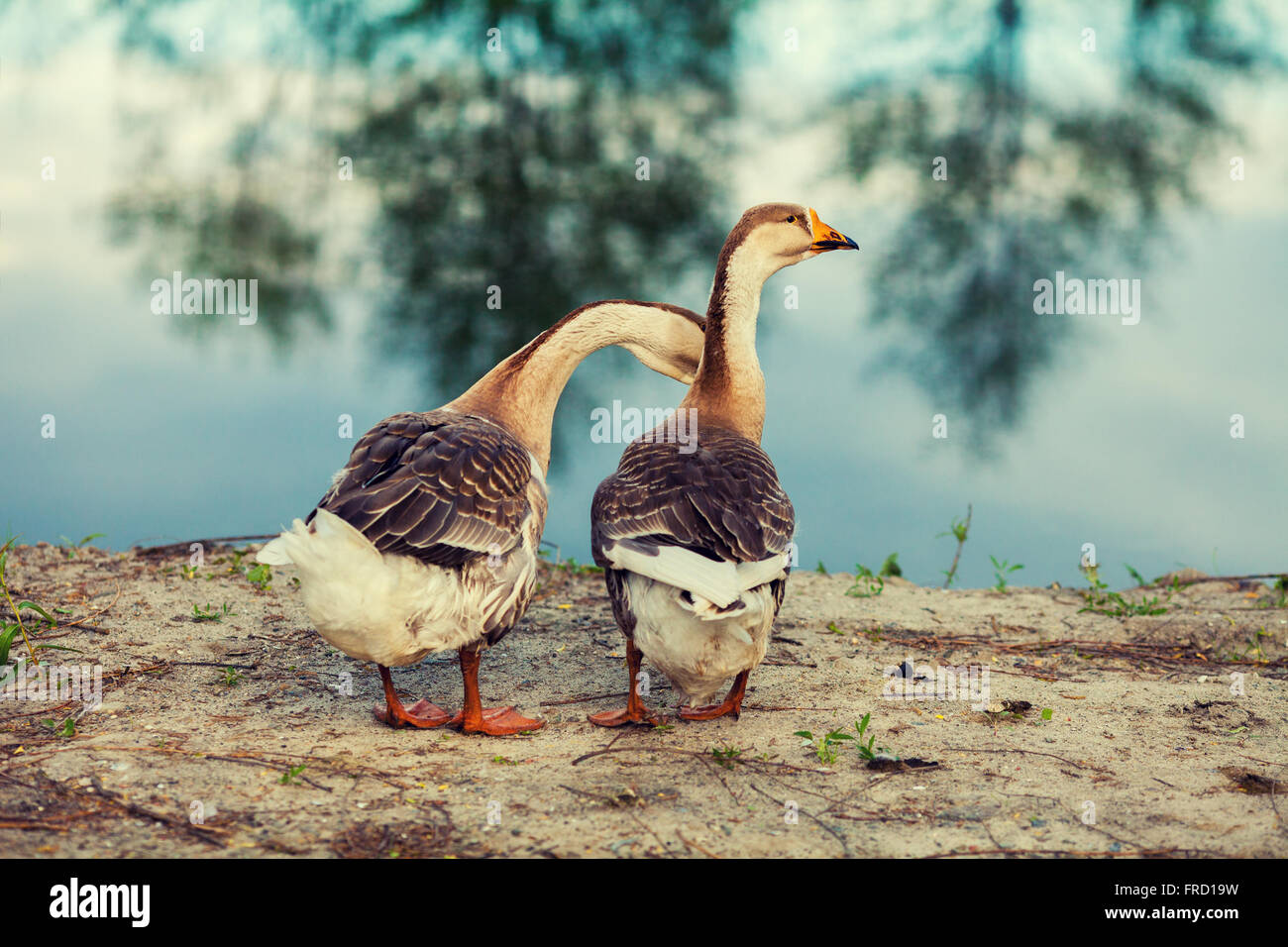 White goose walking on lake hi-res stock photography and images - Alamy
