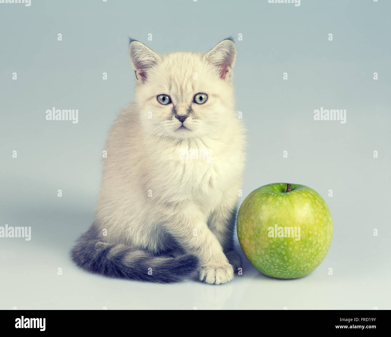 Apple cat hi-res stock photography and images - Alamy