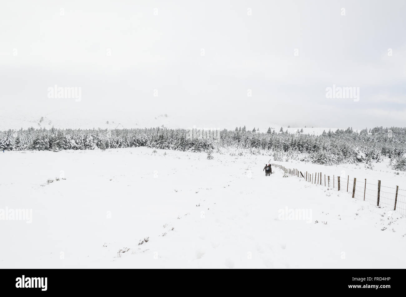 Sheep in the snowy mountains of Ireland with mountains and trees in the ...