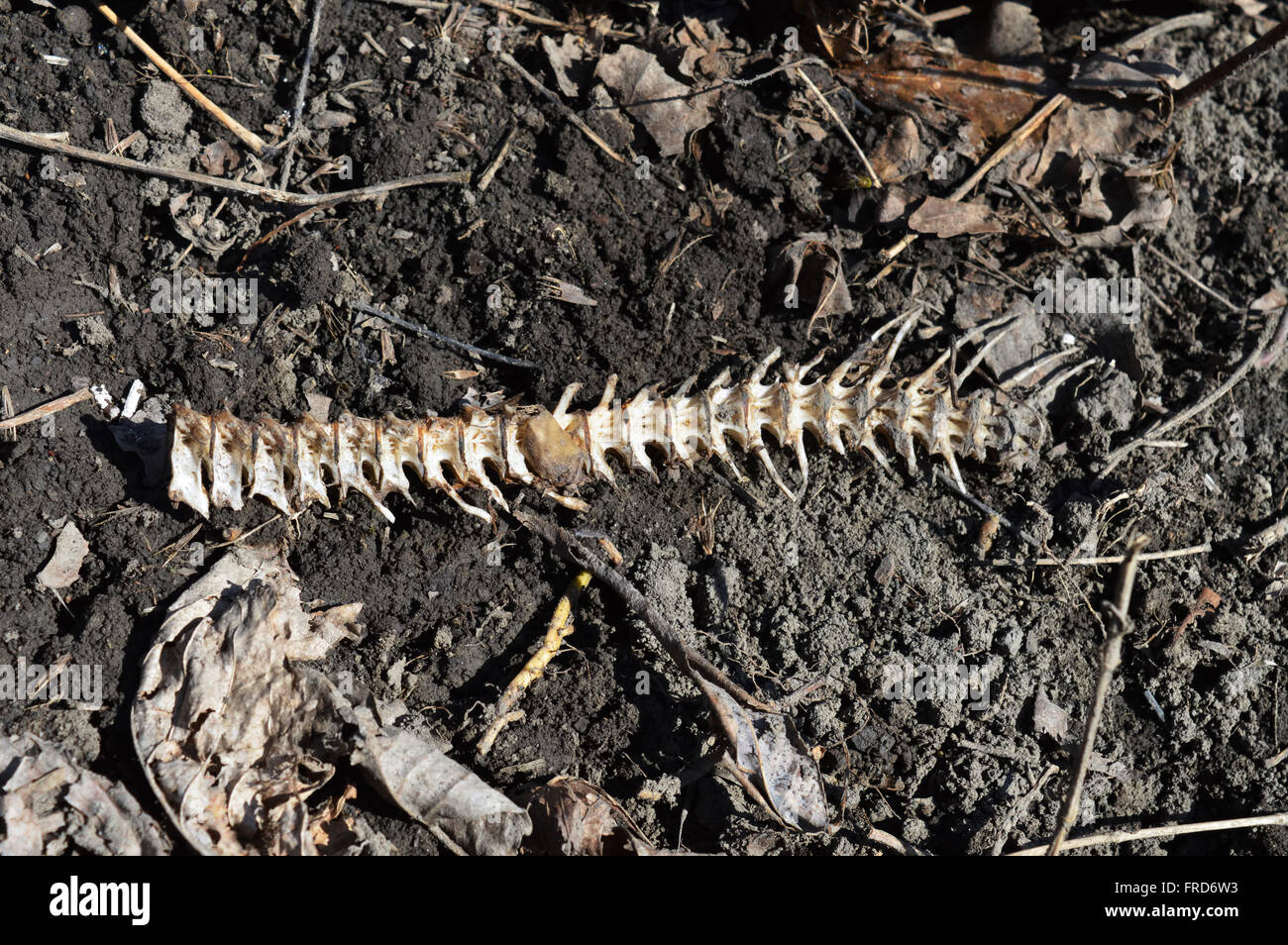 Fish bones hi-res stock photography and images - Alamy