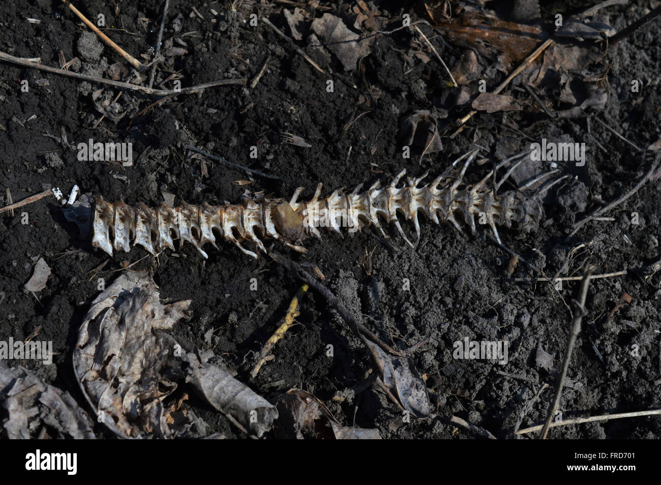 Fish bones hi-res stock photography and images - Alamy