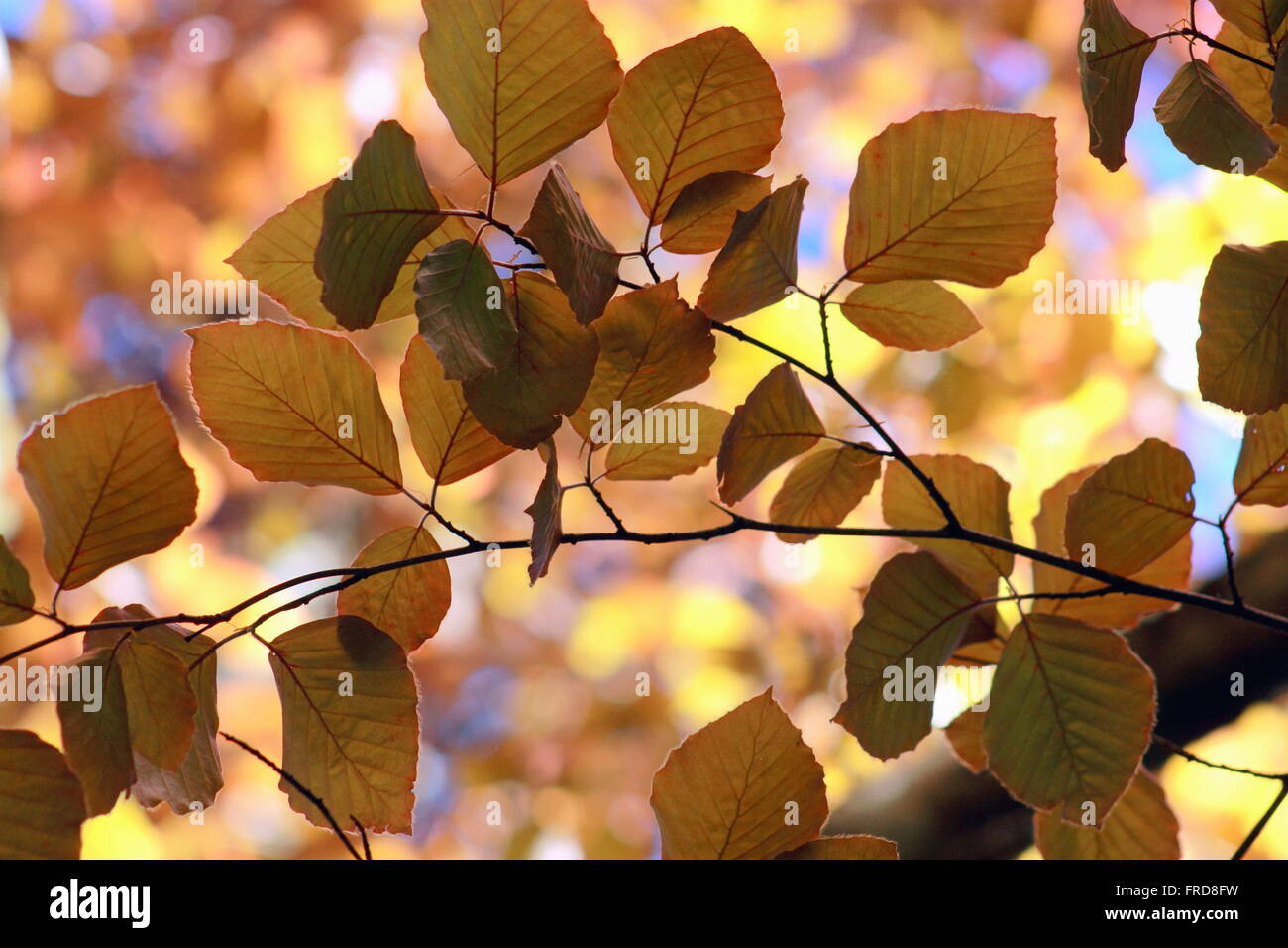 Copper european beech fagus hi-res stock photography and images - Alamy