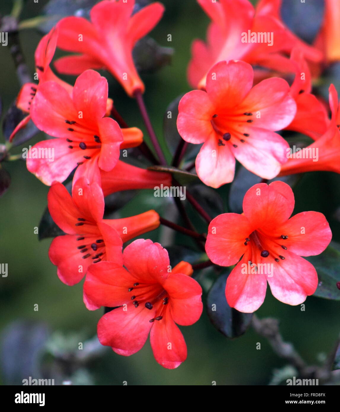 Rhododendron vireya hi-res stock photography and images - Alamy