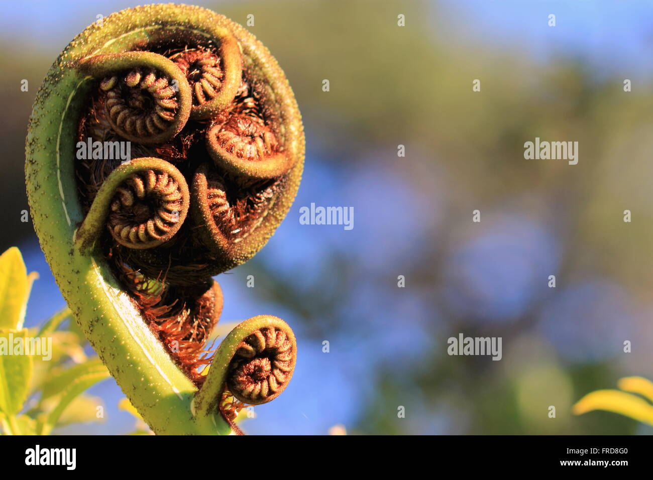 New Zealand Tree Fern Koru Stock Photo - Alamy