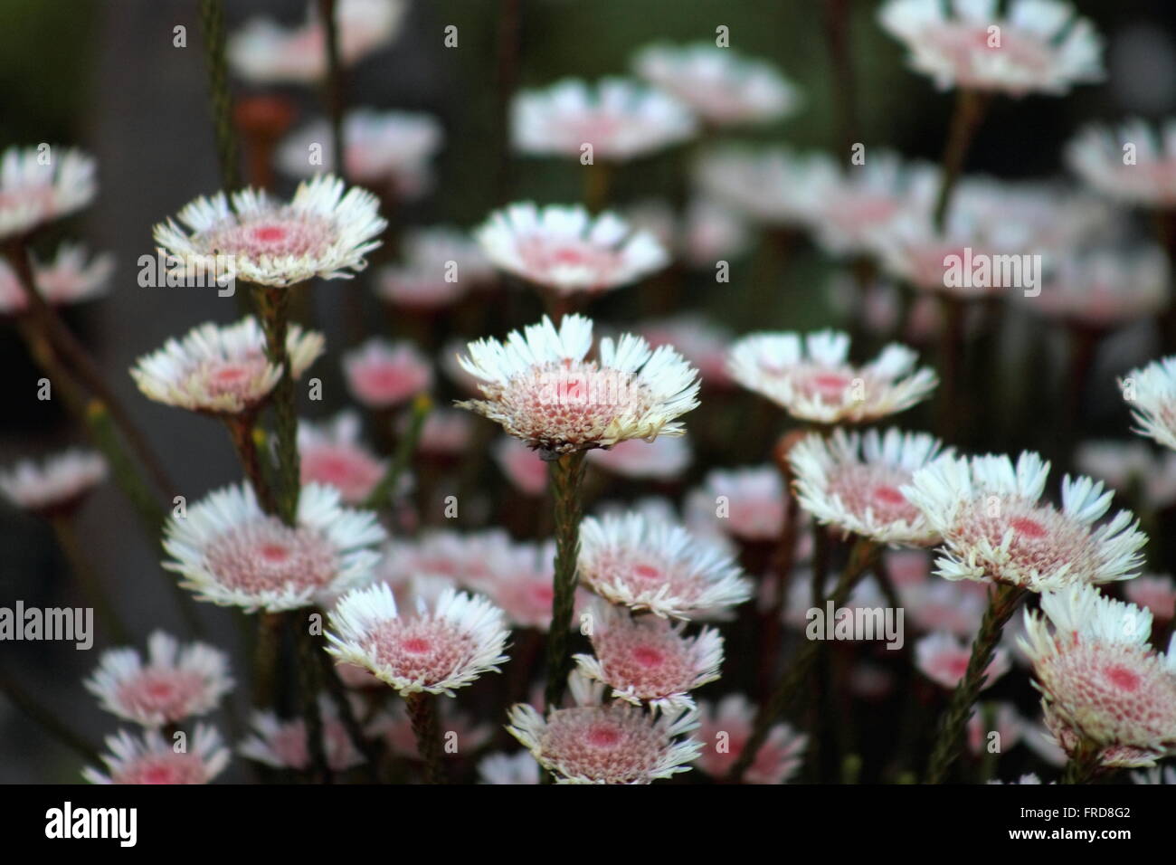 Albany daisy hi-res stock photography and images - Alamy