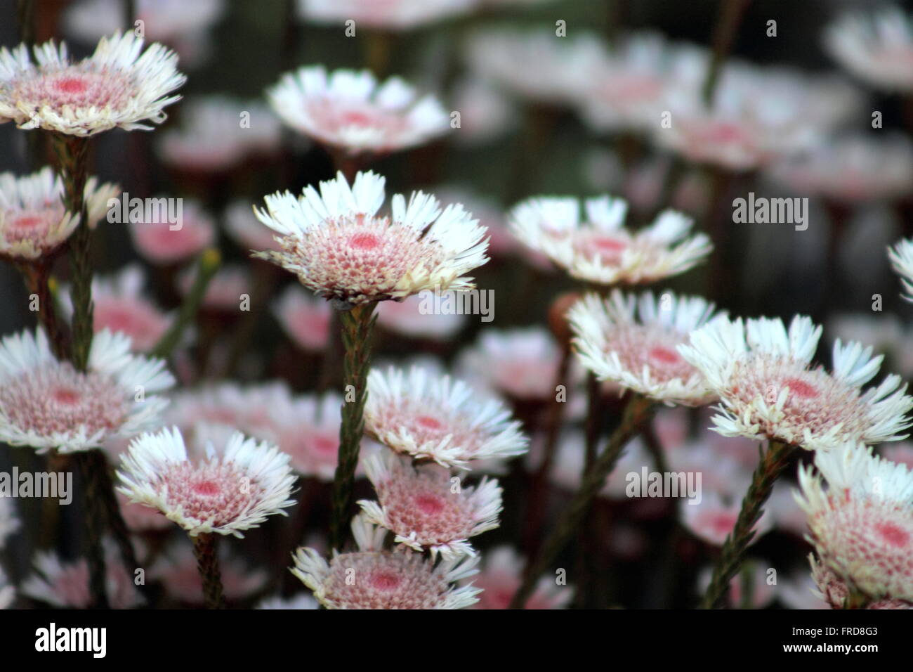 Australian daisy hi-res stock photography and images - Alamy