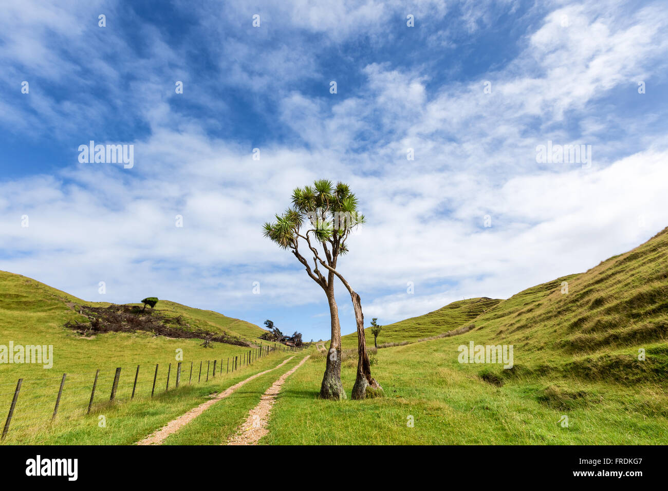 Green meadows in Wharariki, South Island, New Zealand Stock Photo - Alamy
