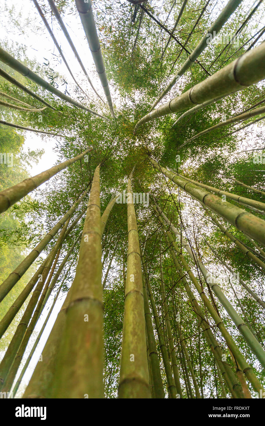 Bamboo forest at Ha Giang province, Vietnam Stock Photo - Alamy