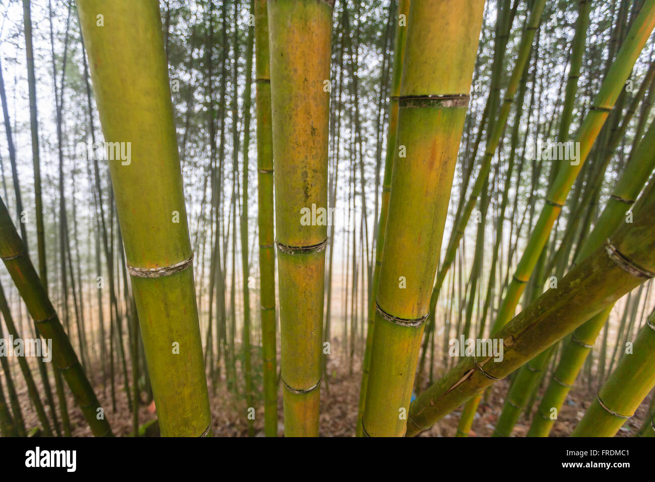Bamboo forest at Ha Giang province, Vietnam Stock Photo - Alamy