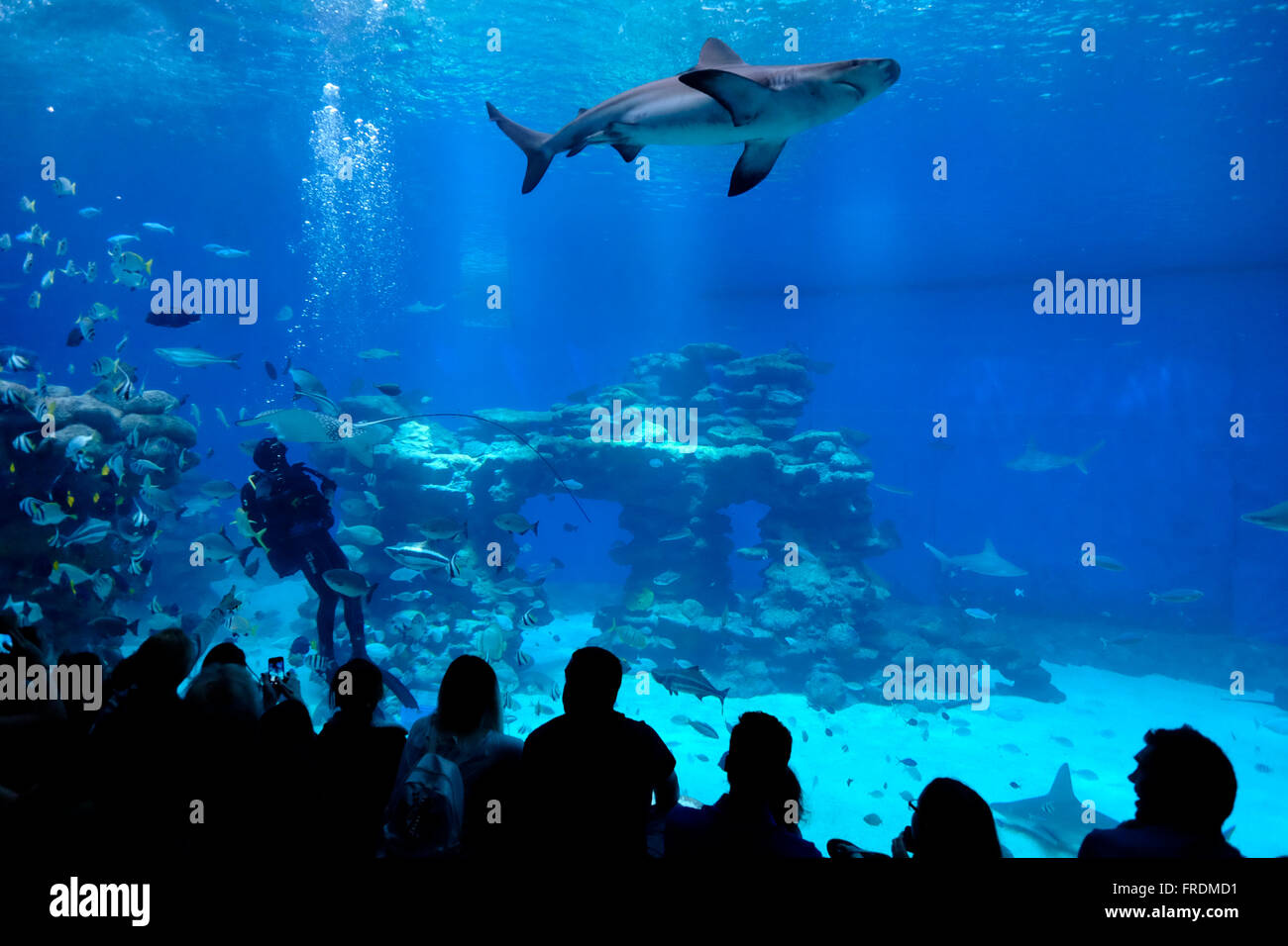 Sharks Are In The Pool