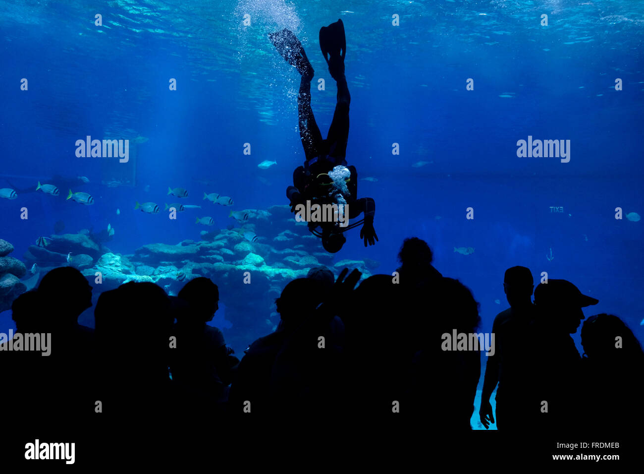 World diving hi-res stock photography and images - Alamy