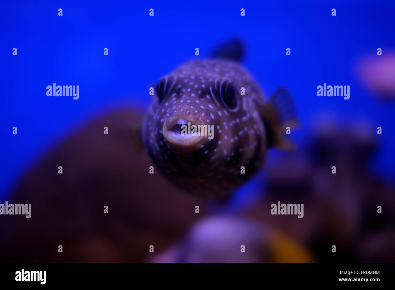 Red sea fauna hi-res stock photography and images - Alamy