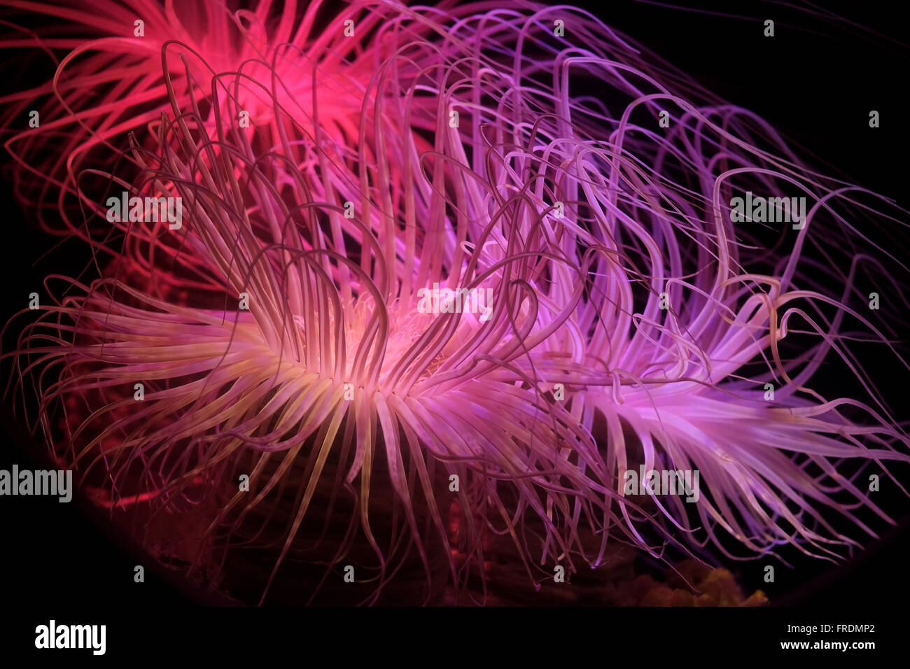 Long wave uv hi-res stock photography and images - Alamy