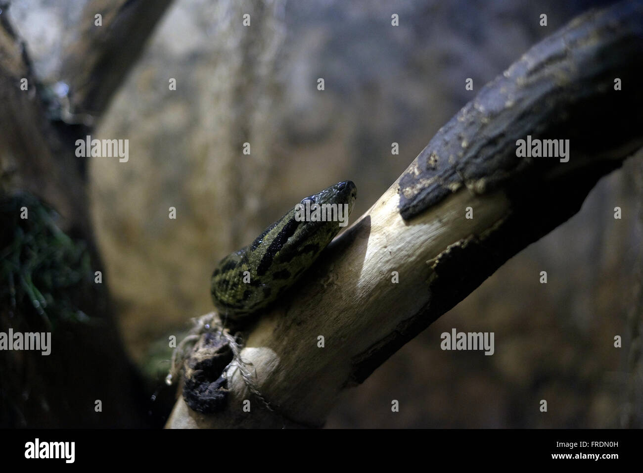 Green anaconda hi-res stock photography and images - Alamy