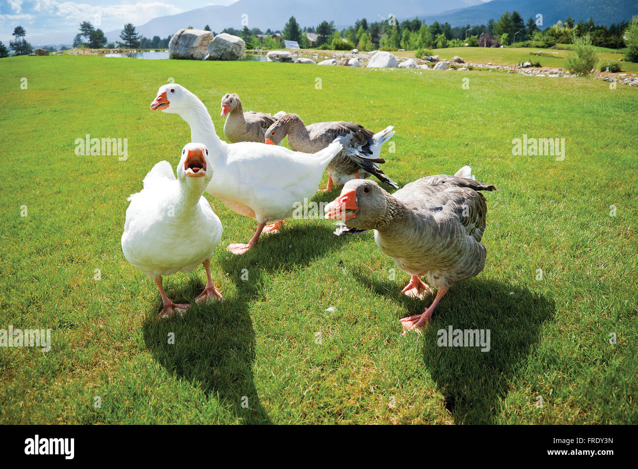 A pack of angry geese on a green grass loan attacking on camera. Lake ...