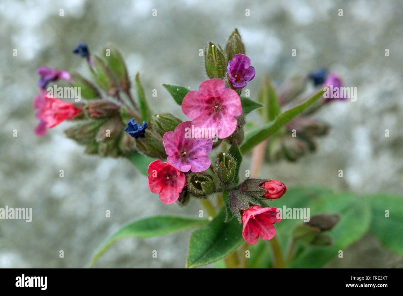 Pulmonaria High Resolution Stock Photography and Images - Alamy