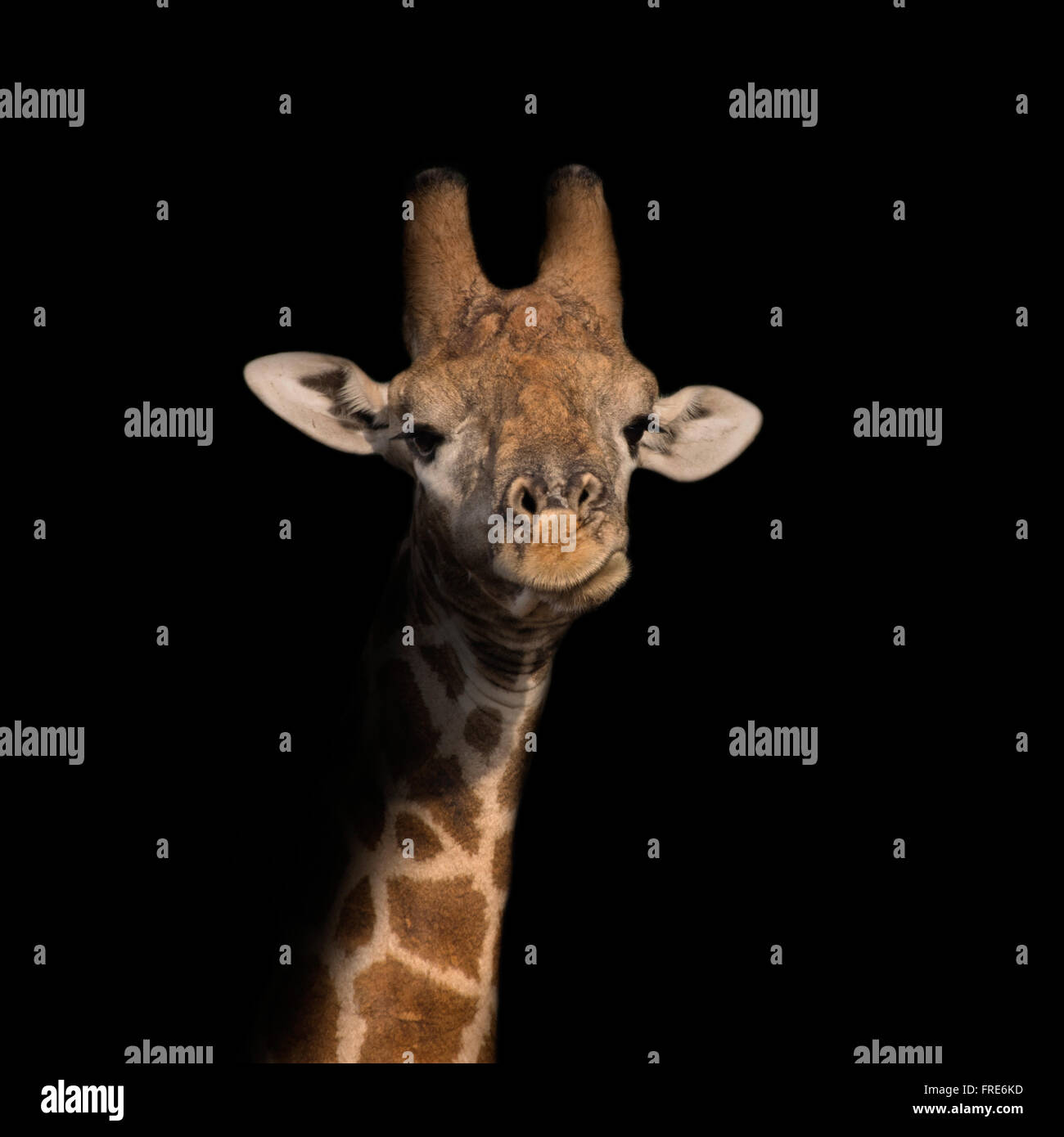 A dark portrait of a Giraffe Stock Photo - Alamy