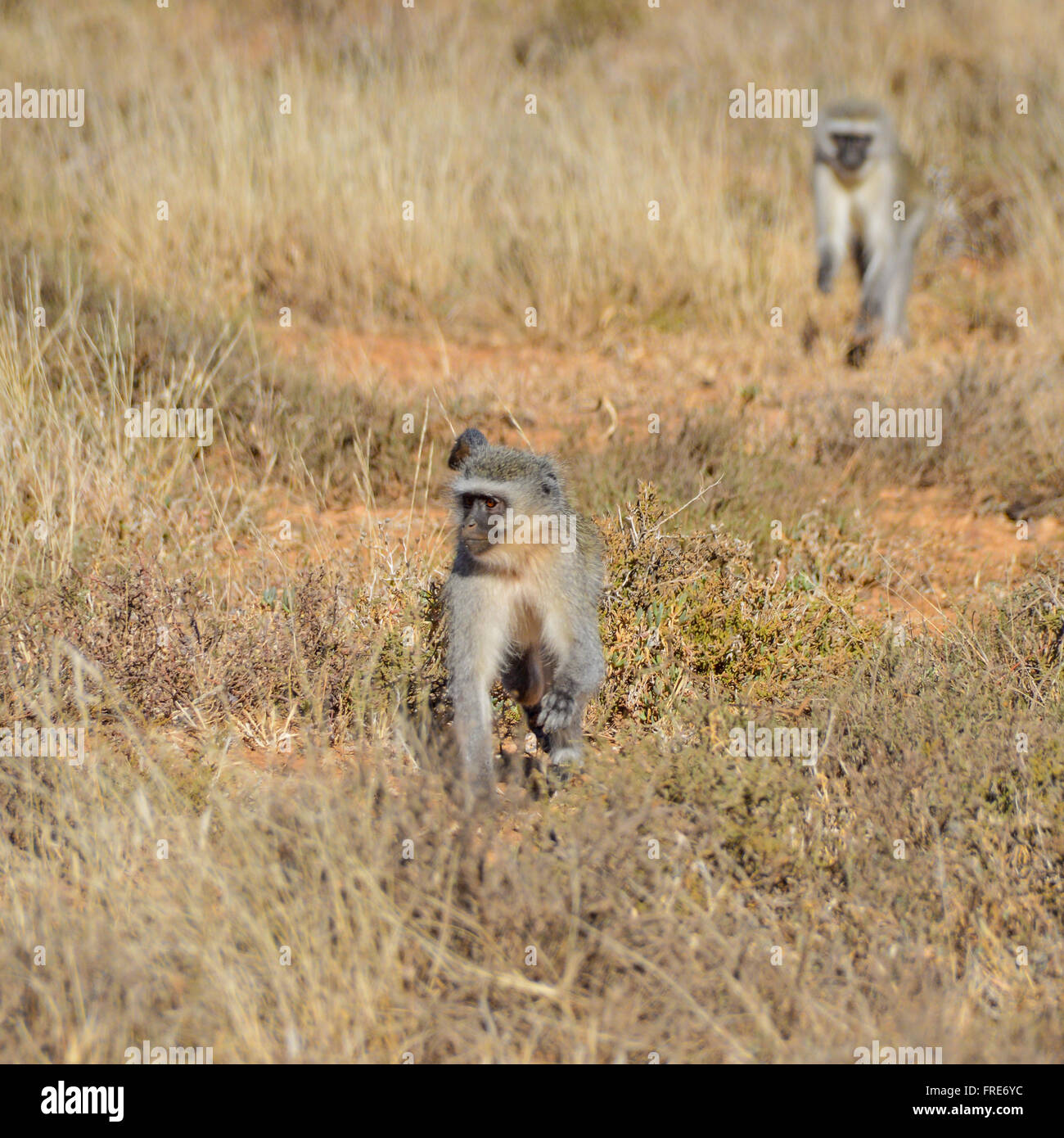 Vervet Monkey in the Northern Cape, South Africa Stock Photo - Alamy