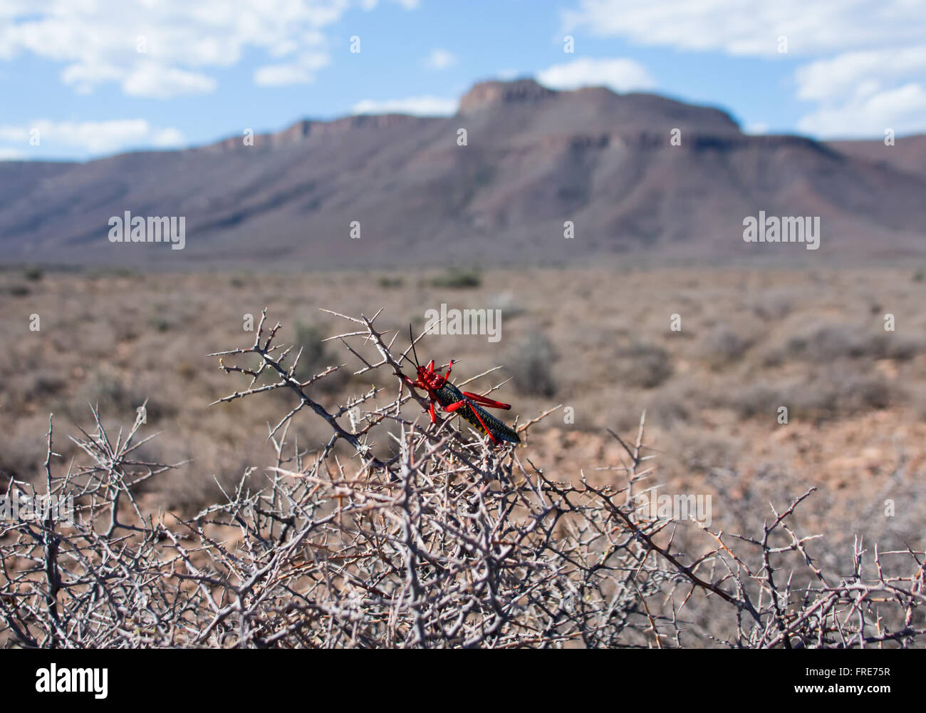 Common Milkweed Locust (Phymateus morbillosus Stock Photo - Alamy