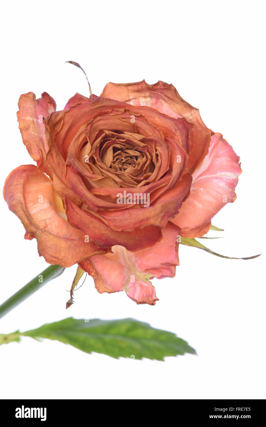 Single dry rose isolated on white background Stock Photo - Alamy