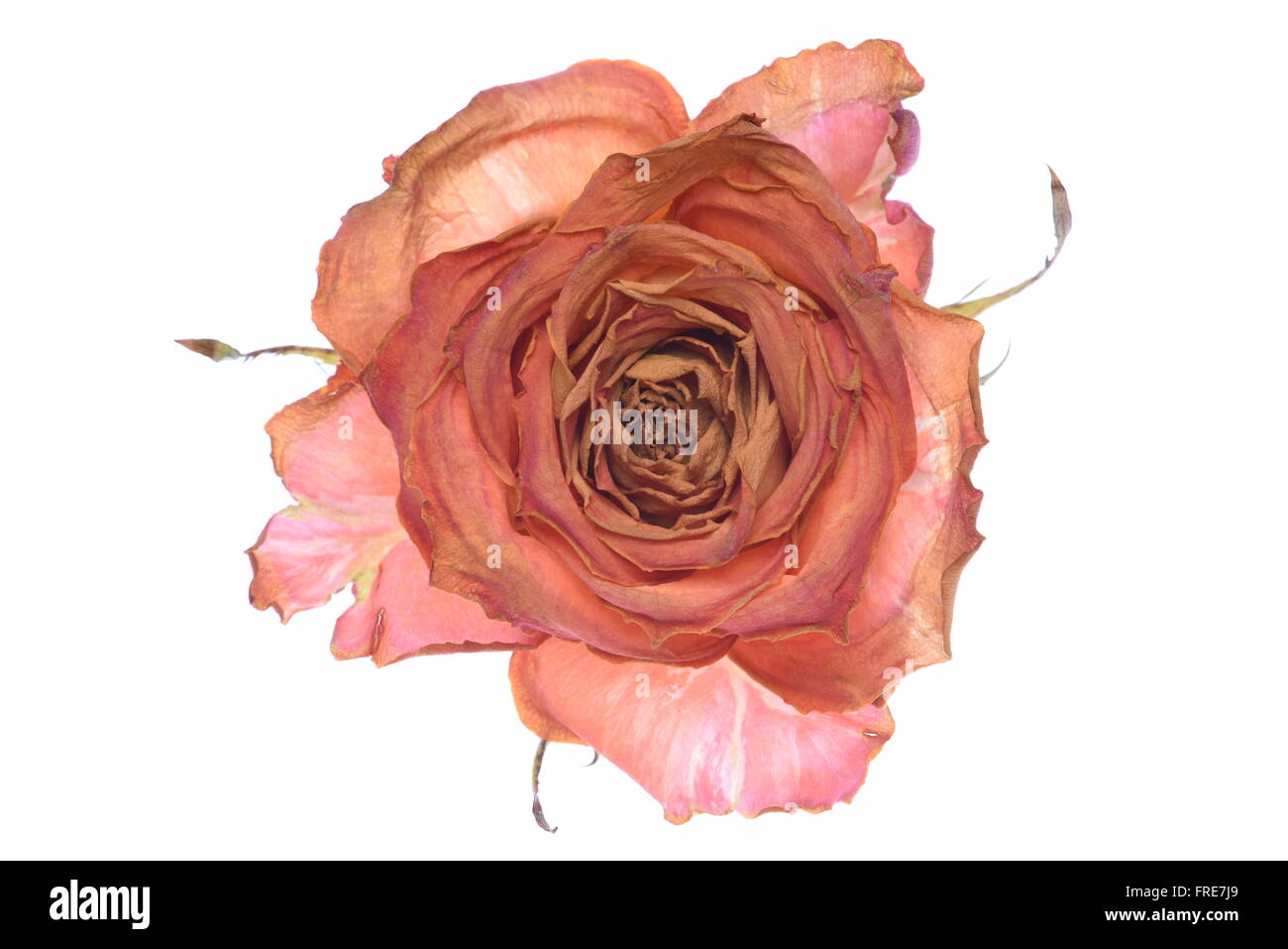 Single dry rose isolated on white background Stock Photo - Alamy