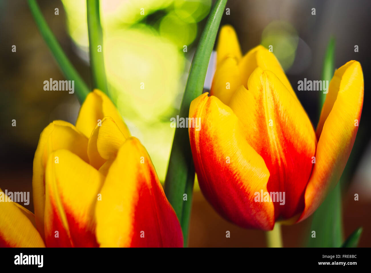 bouquet of fresh tulips close-up macro shot Stock Photo - Alamy