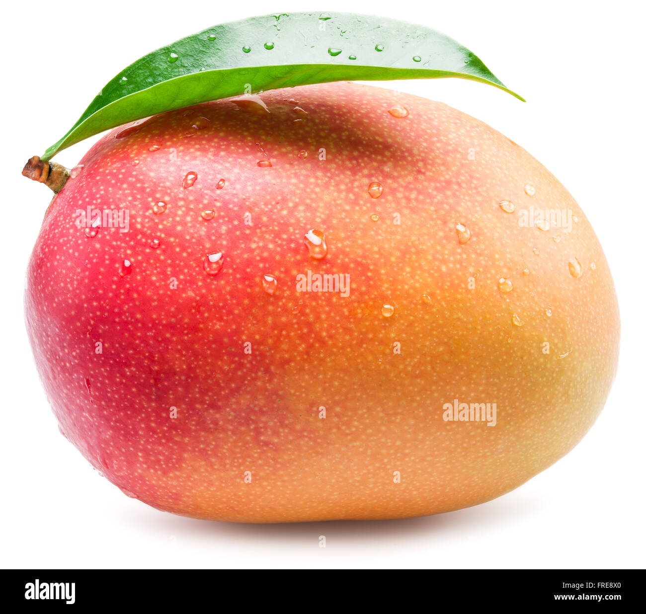 Mango fruit with water drops. Isolated on a white background Stock ...