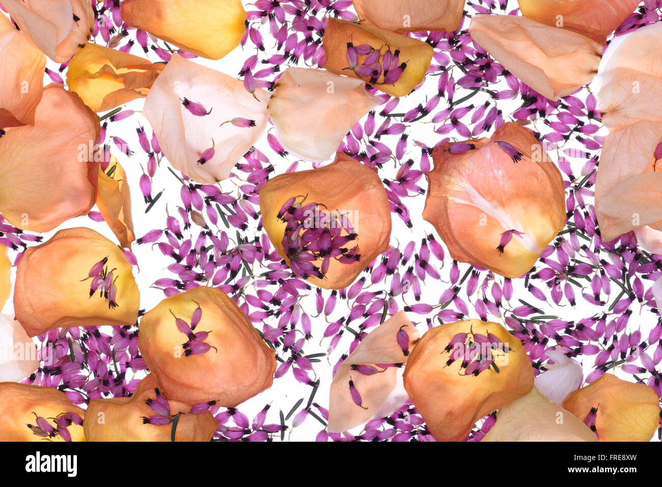 Colorful flower petals as background Stock Photo - Alamy