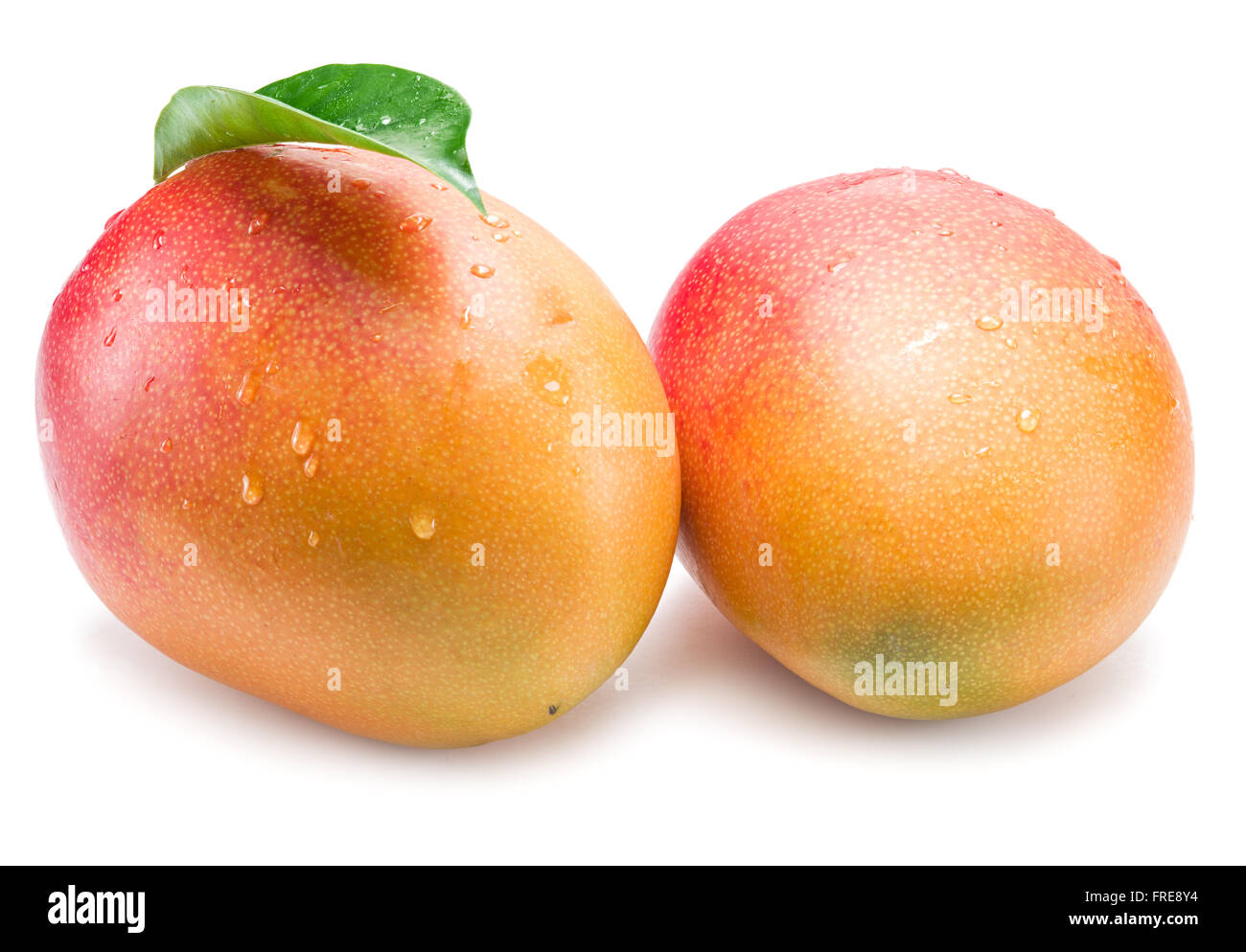Mango fruits with water drops. Isolated on a white background Stock ...