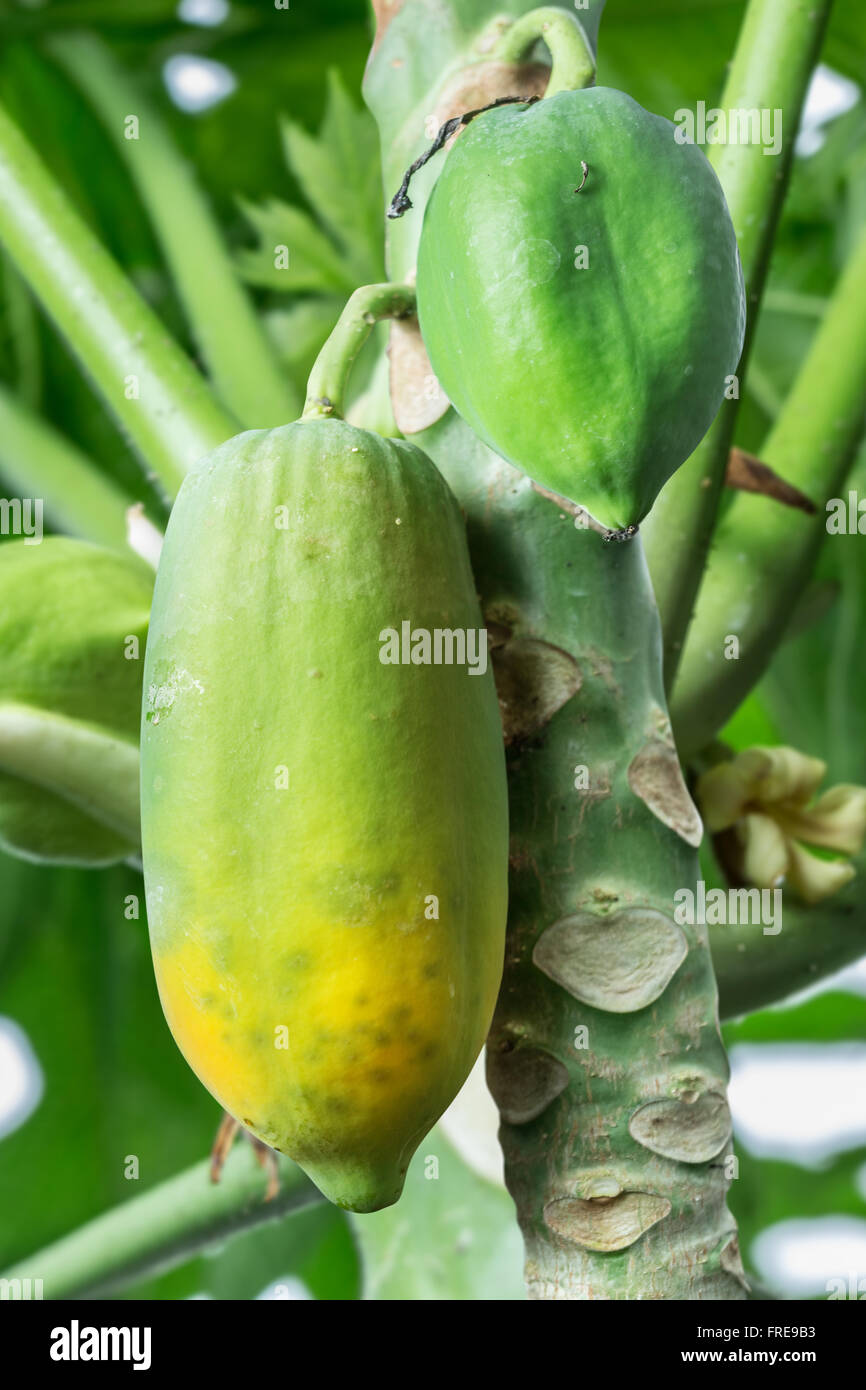 Unripe Papaya