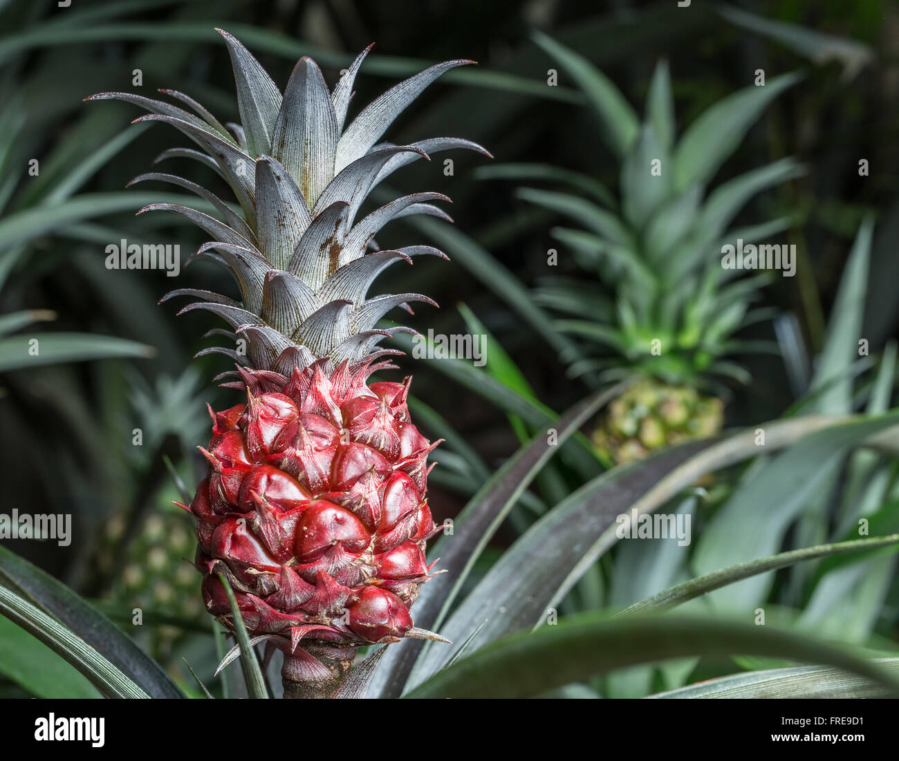 Unripe pineapple hi-res stock photography and images - Alamy