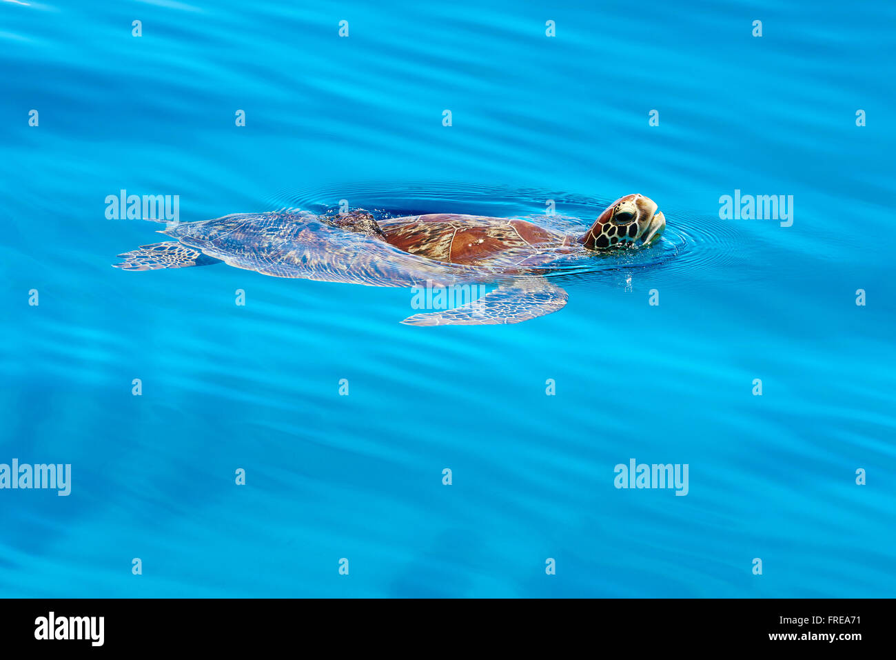 Sea turtle swimming in Philippines sea Stock Photo - Alamy