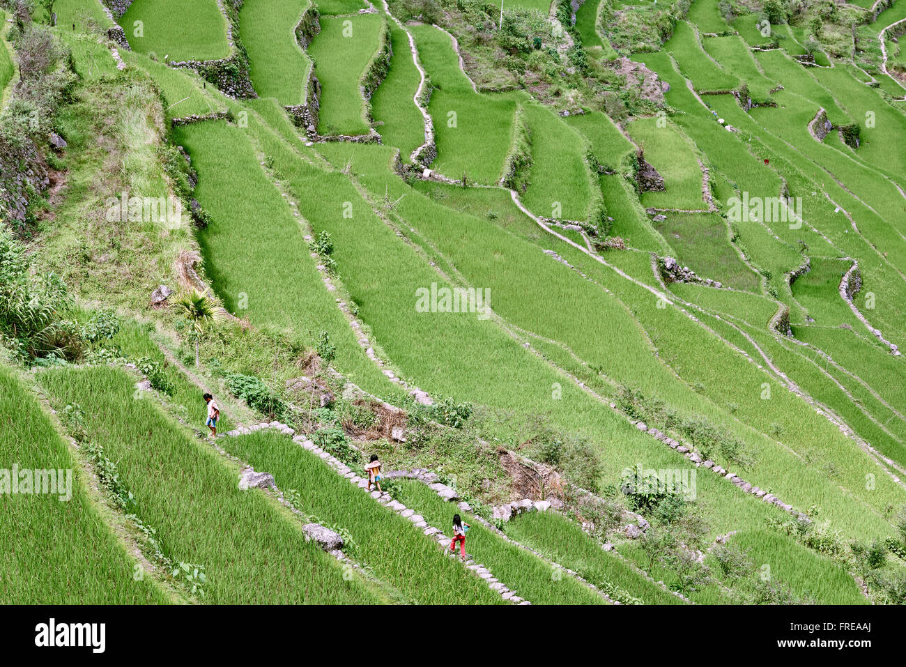 rice paddy terrace fields between banaue and batad infugao Luzon in ...