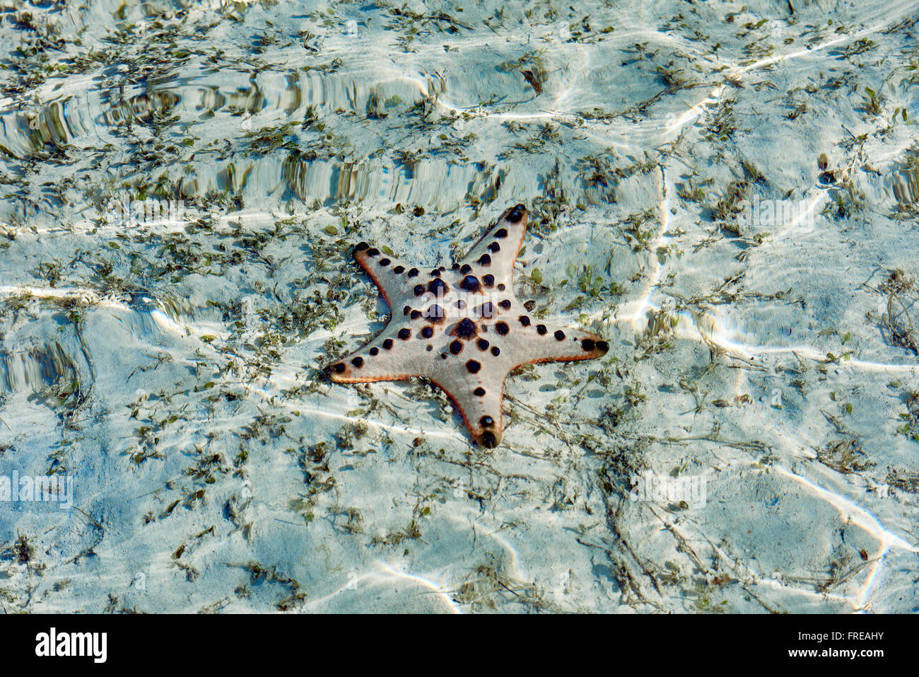 Starfish in Palawan Philippines Stock Photo - Alamy