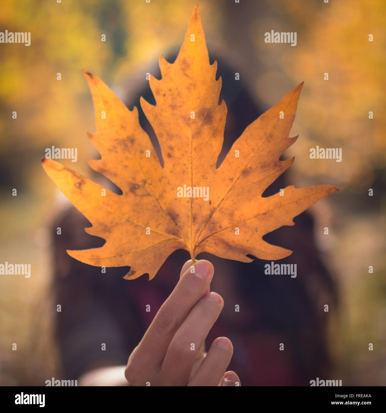 Yellow autumn maple leaves in hands Stock Photo - Alamy