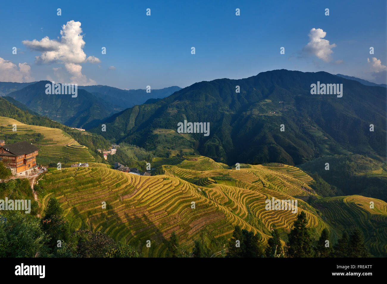 rice terraced fields of Wengjia longji Longsheng Hunan China Stock ...