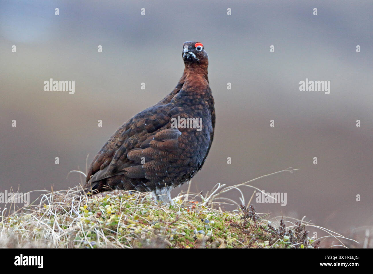 Male Red Grouse Stock Photo - Alamy