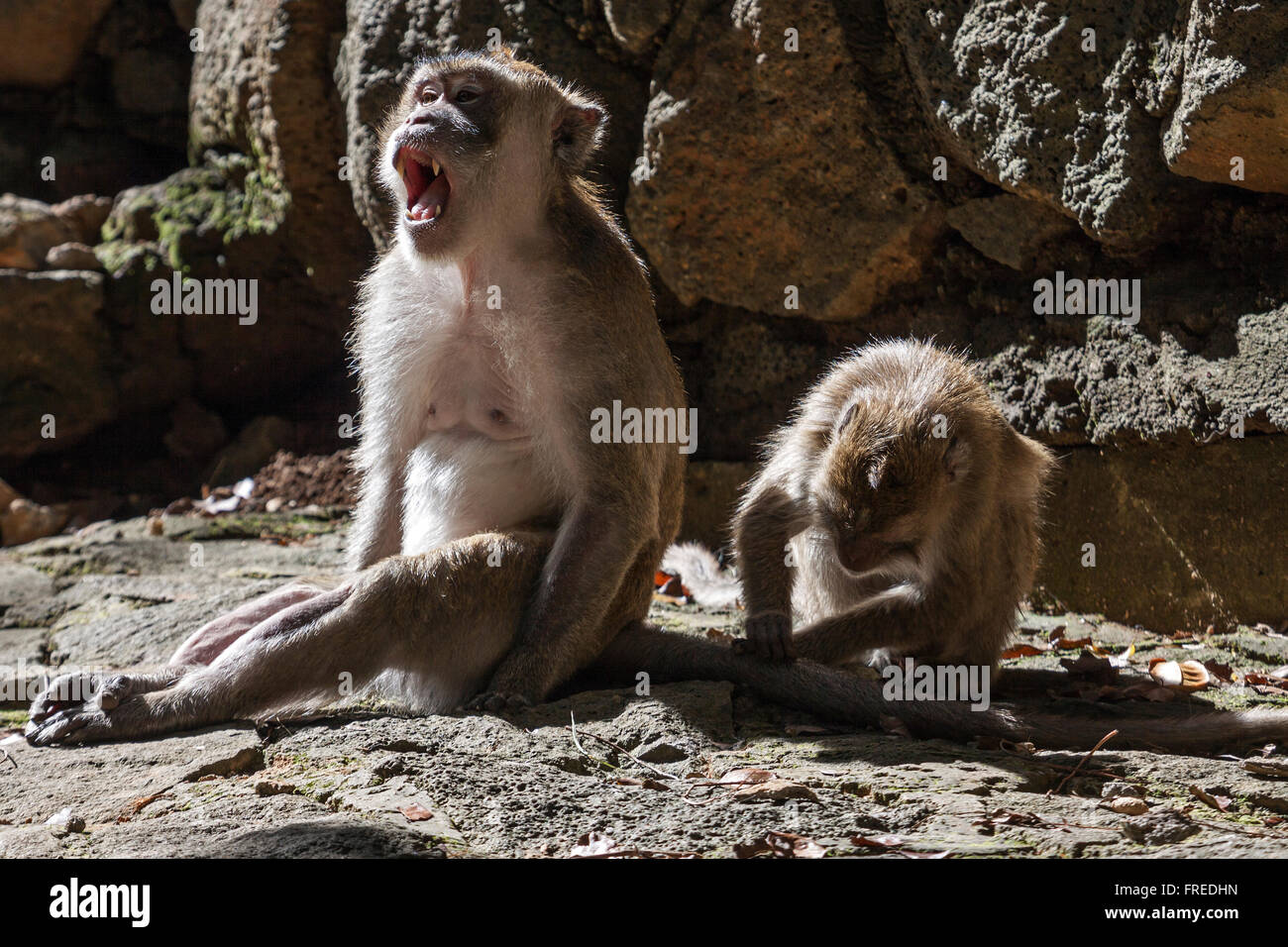 Macaques (Macaca sp.), monkeys grooming, captive, La Vanille Crocodile ...
