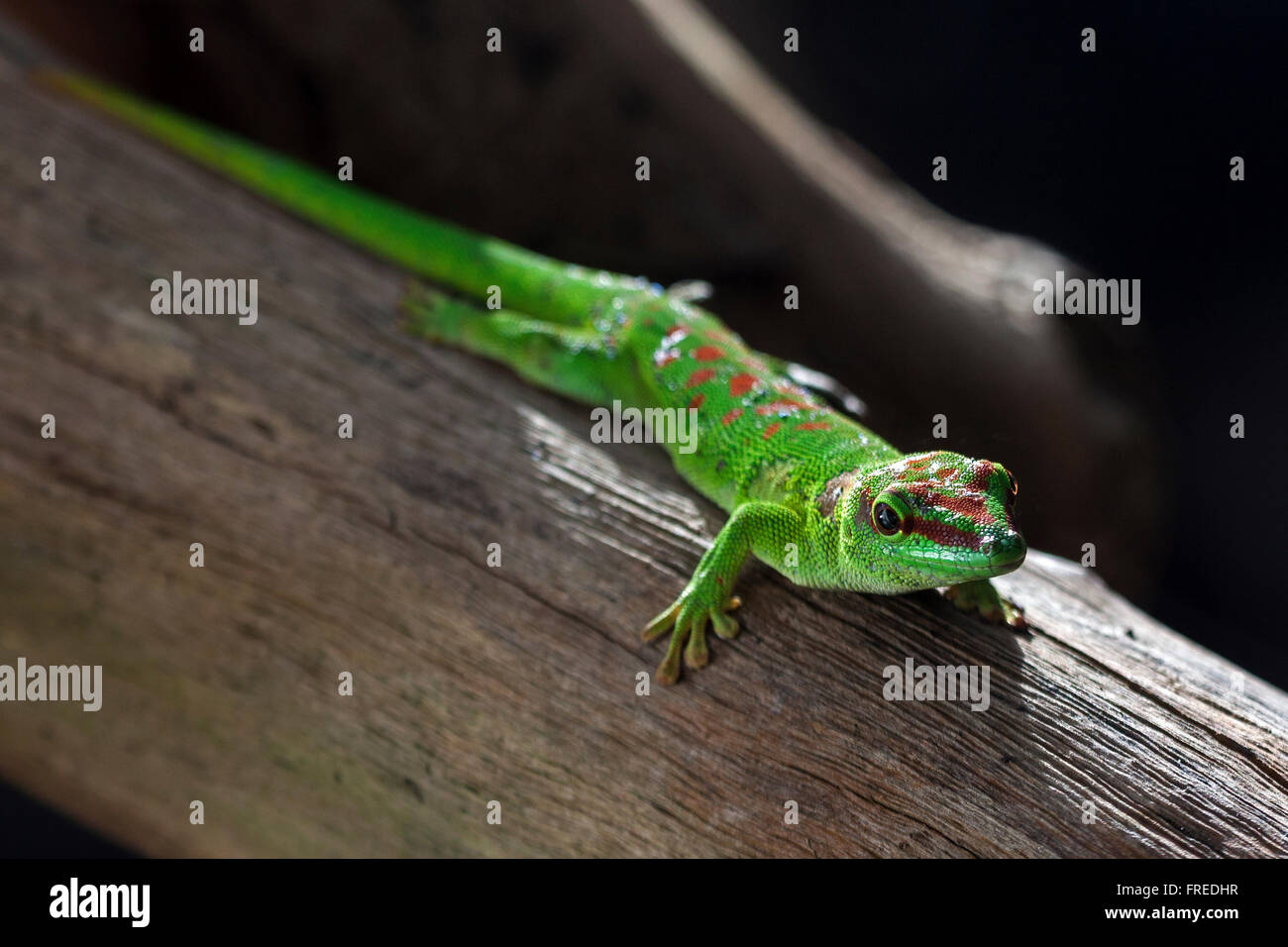 Day Gecko Mauritius High Resolution Stock Photography and Images - Alamy