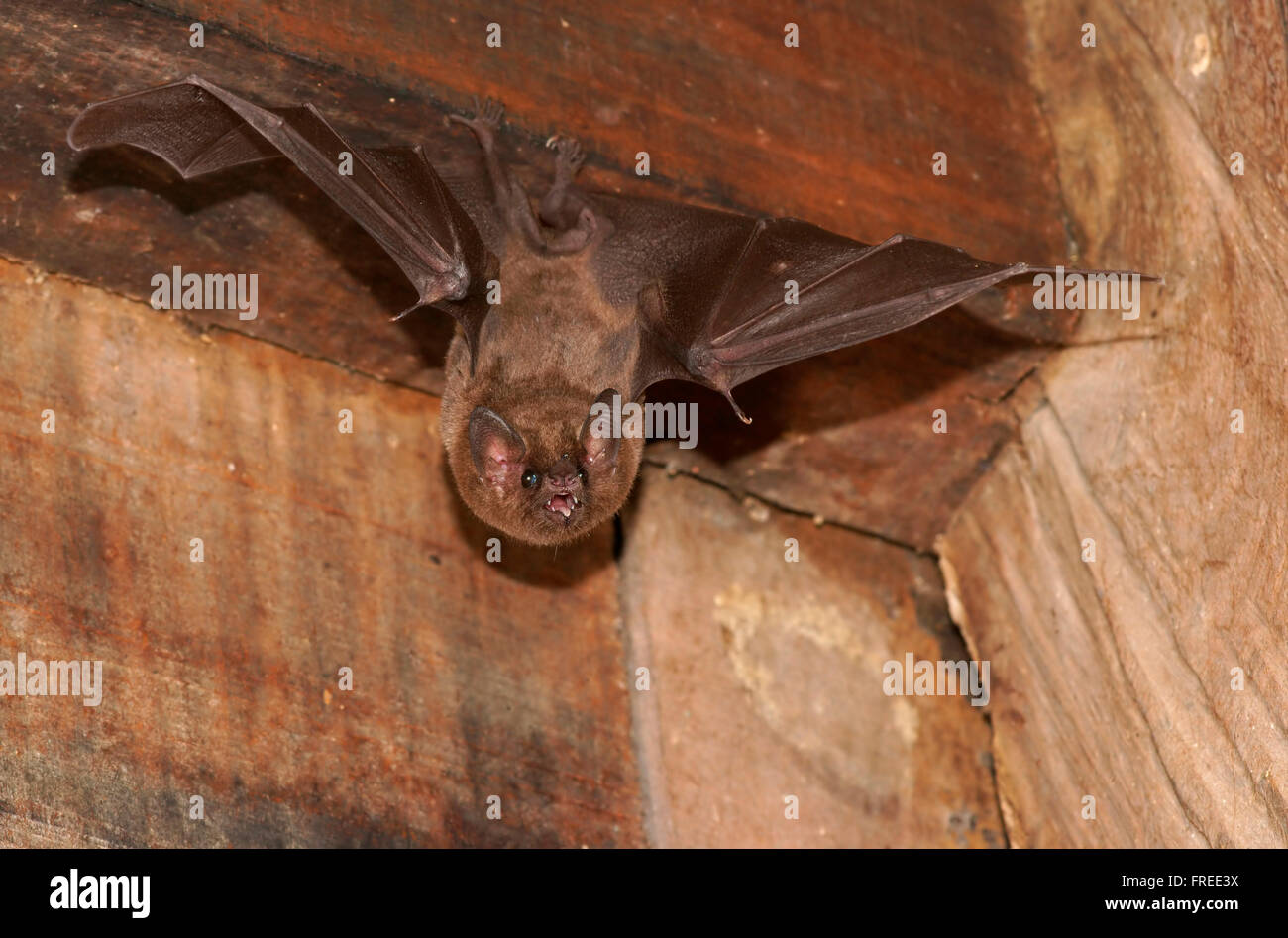 Long-tongued bat (Glossophaga), Pantanal, Mato Grosso, Braslien Stock ...