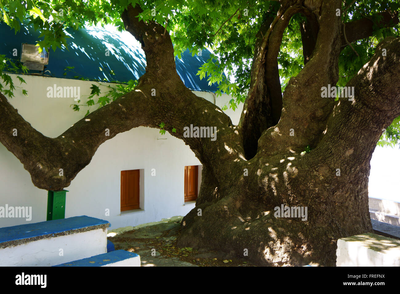 Giant Plane tree (Platanus) by the chapel of Agios Joannis Thymianus ...