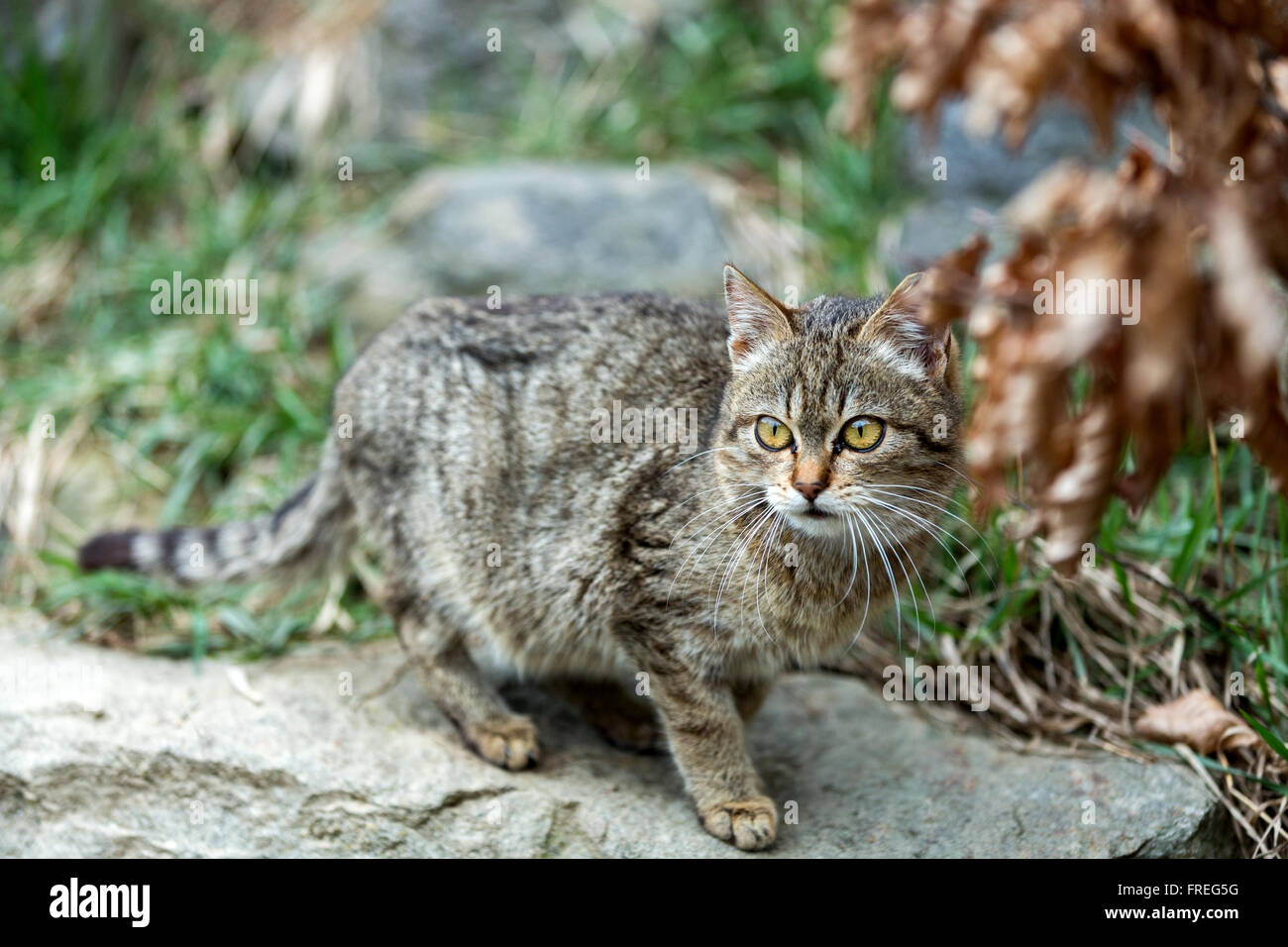 very nice portrait of small cat baby playing outdoor with shallow focus ...