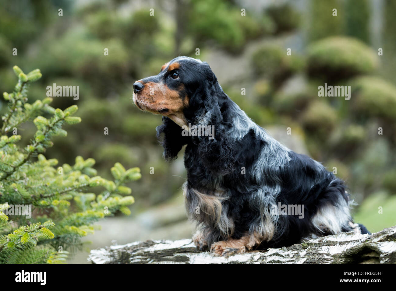 outdoor portrait of sitting english cocker spaniel, european champion ...