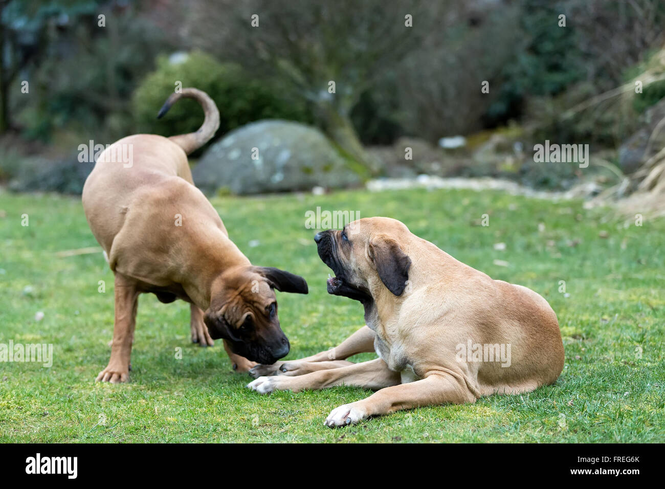 two young female of Fila Brasileiro (Brazilian Mastiff) playing outdoor ...
