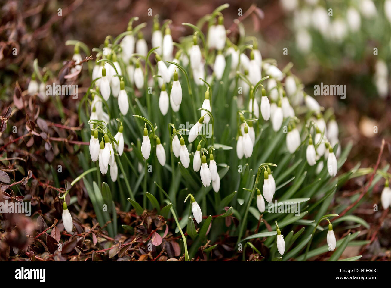 March srping hi-res stock photography and images - Alamy