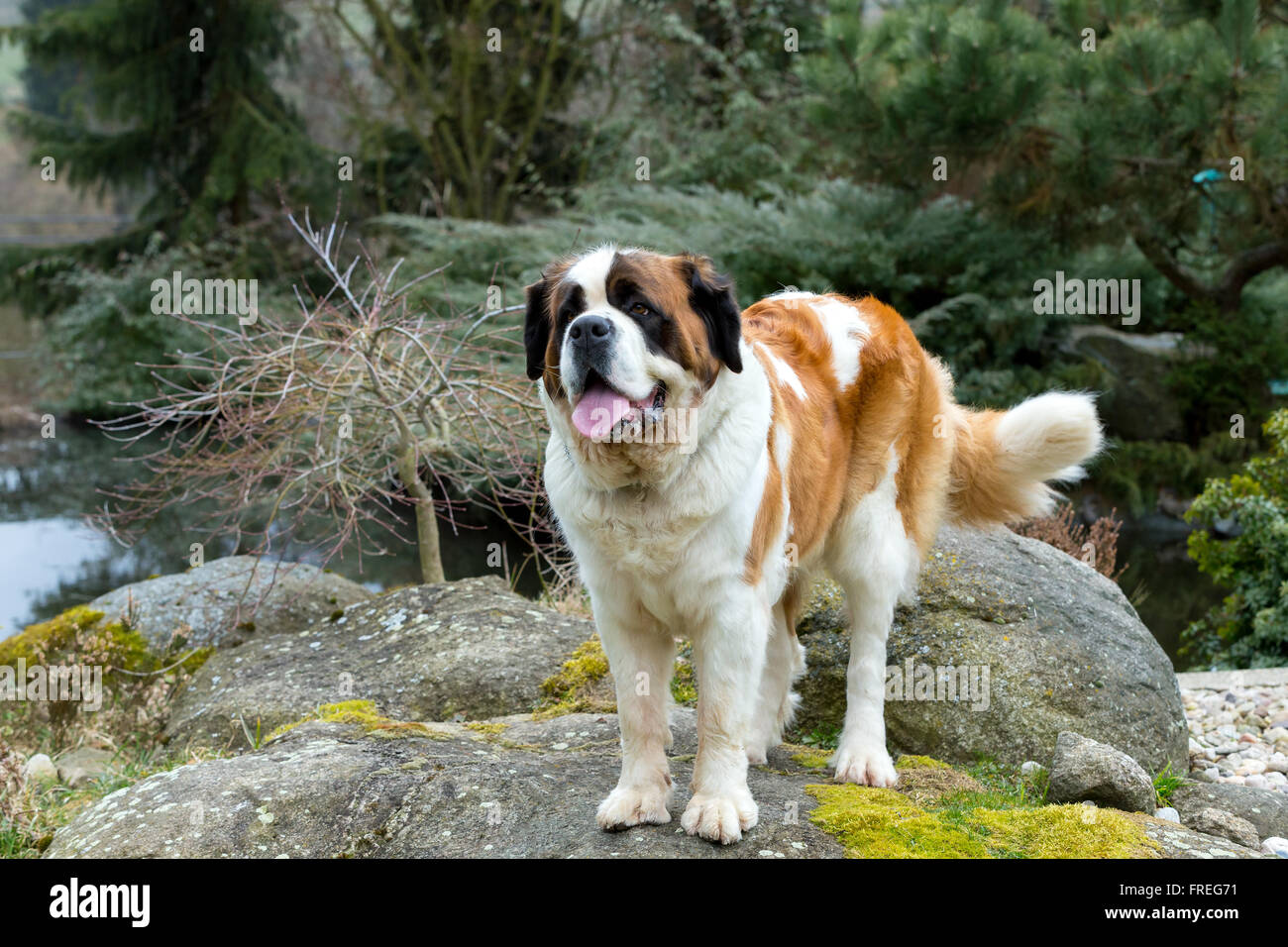 Portrait of a nice St. Bernard dog, female in the spring garden Stock ...