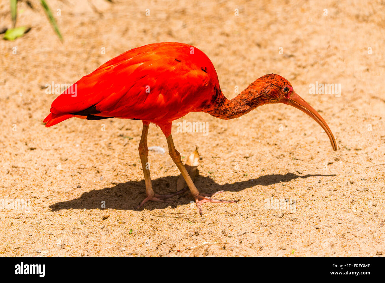 Walking scarlet ibis hi-res stock photography and images - Alamy