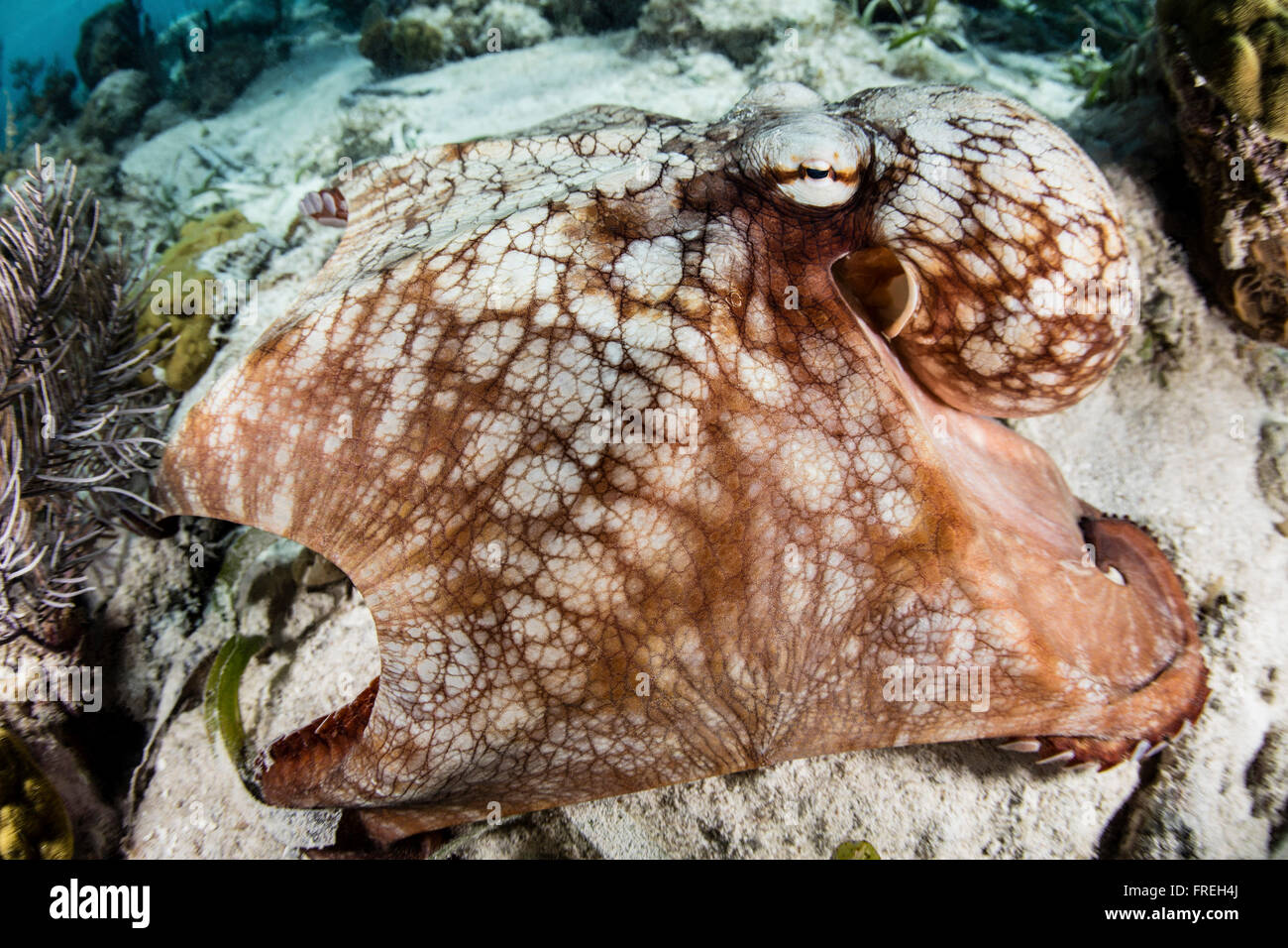 A Caribbean reef octopus (Octopus briareus) explores the seafloor of a ...