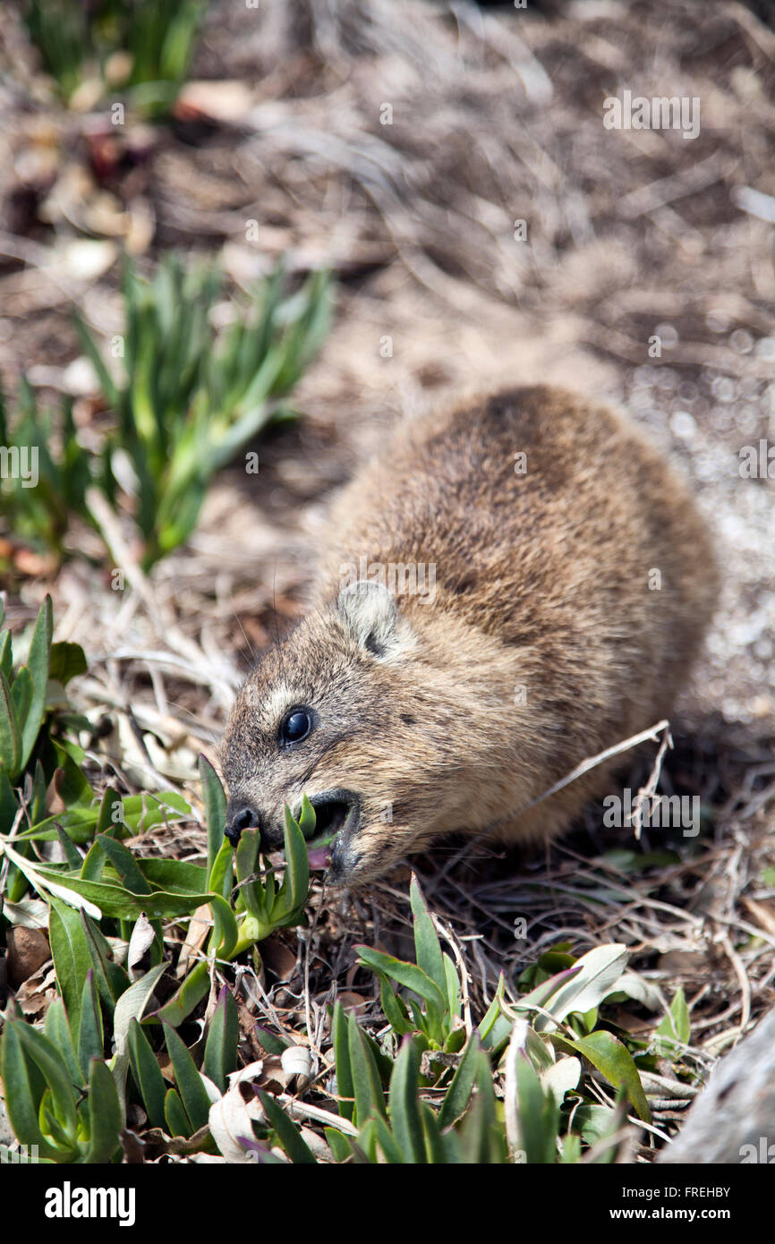 Dassie procavia capensis hi-res stock photography and images - Alamy
