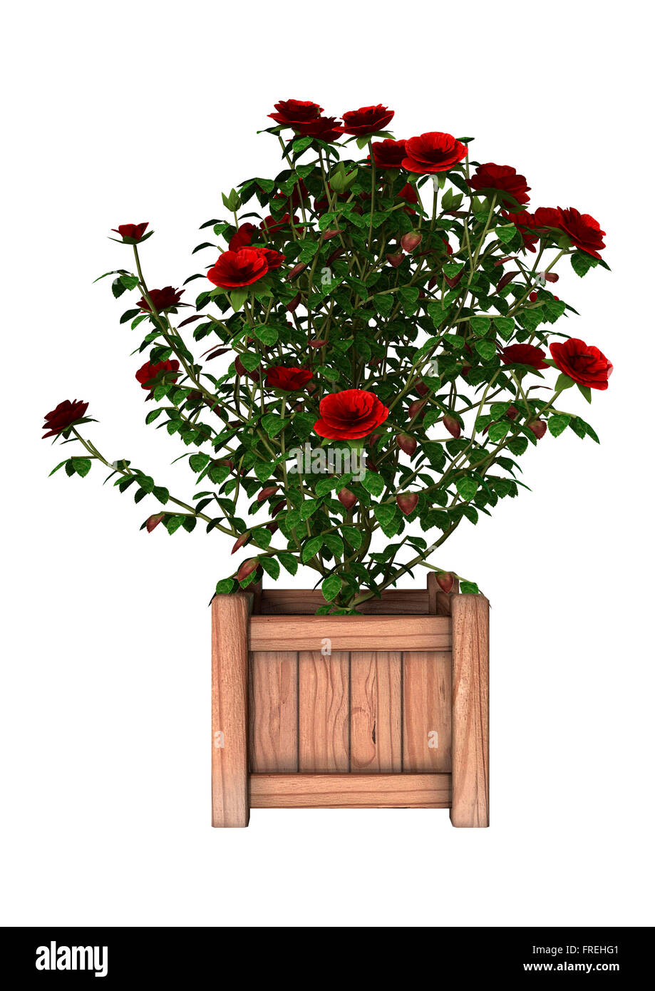 Digital render of a red rose bush isolated on white background Stock ...